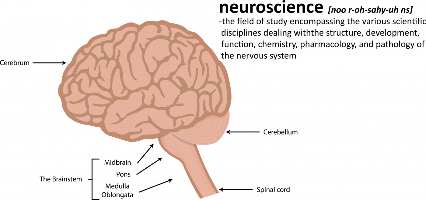 brain-stem-mutation-may-contribute-to-epilepsy-patients-sudden-death